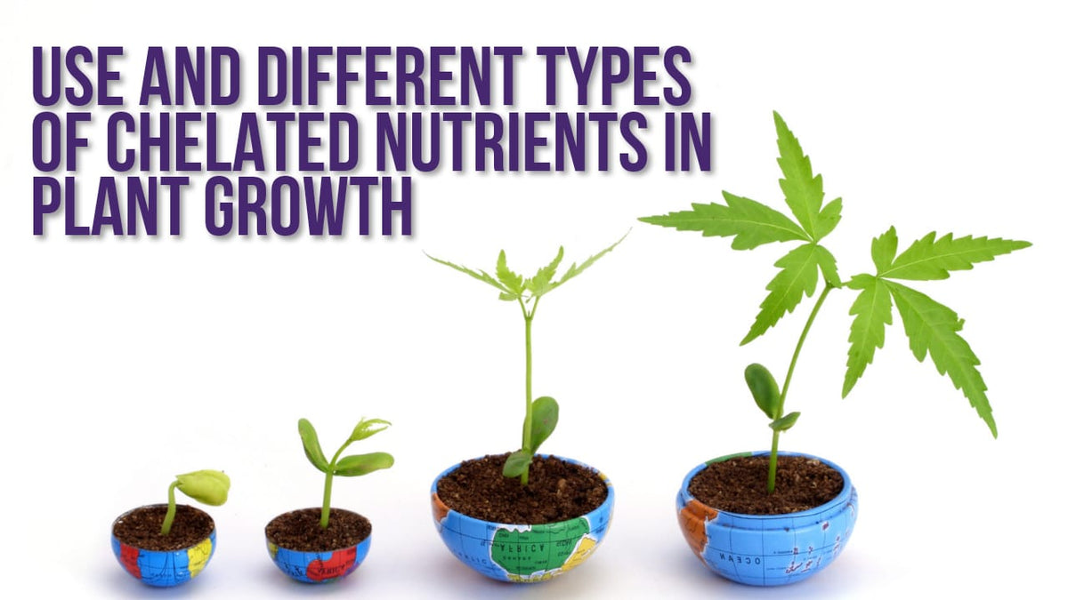 chelates - An ultimate guide on Types, Benefits, and Recommendation ...